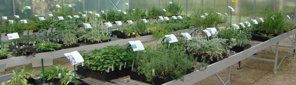 vente de semences et plants p 16 - Conservatoire National des Plantes