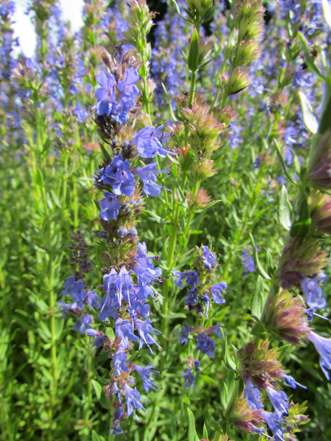 Hysope (Hyssopus officinalis L.) - Conservatoire National des Plantes
