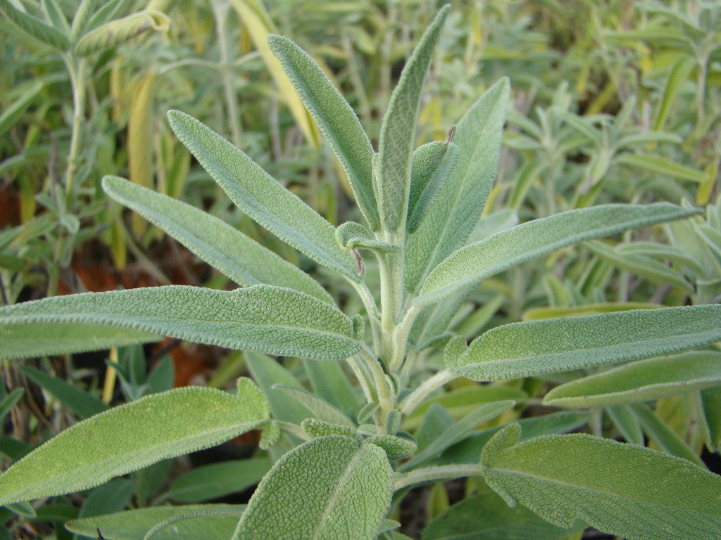 Sauge officinale (Salvia officinalis L.) - Conservatoire National des ...