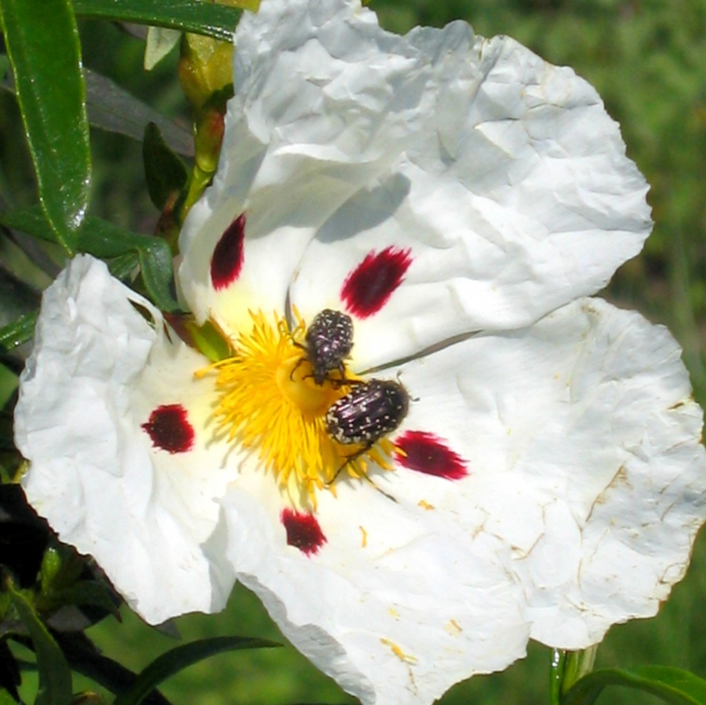 Ciste ladanifere (Cistus ladanifer L) - Conservatoire National des Plantes