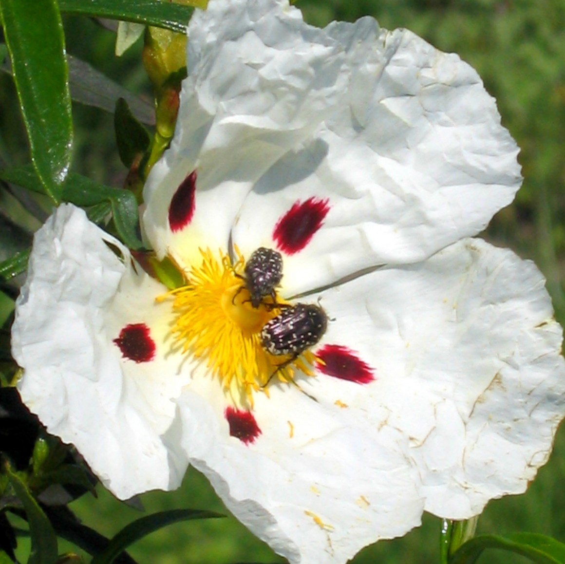 Ciste ladanifere (Cistus ladanifer L) - Conservatoire National des Plantes