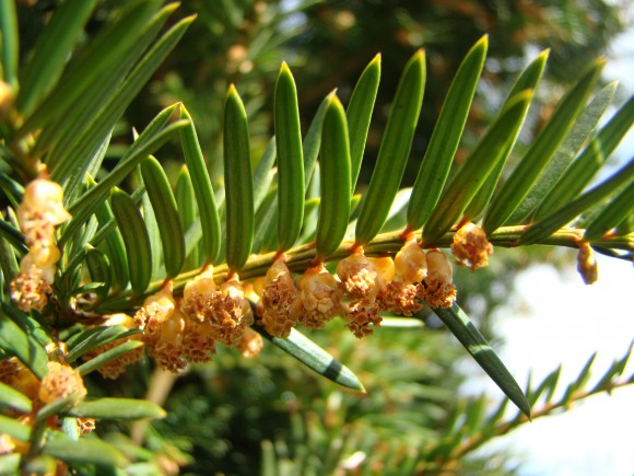 If (Taxus baccata L) - Conservatoire National des Plantes