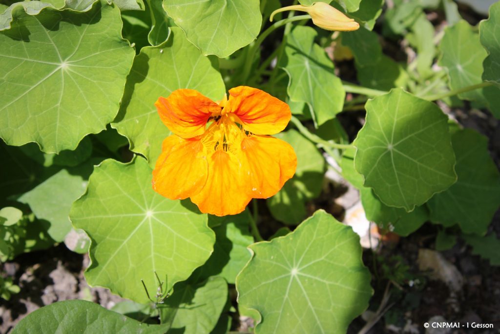 Floraison du mois : la grande capucine - Conservatoire National des Plantes