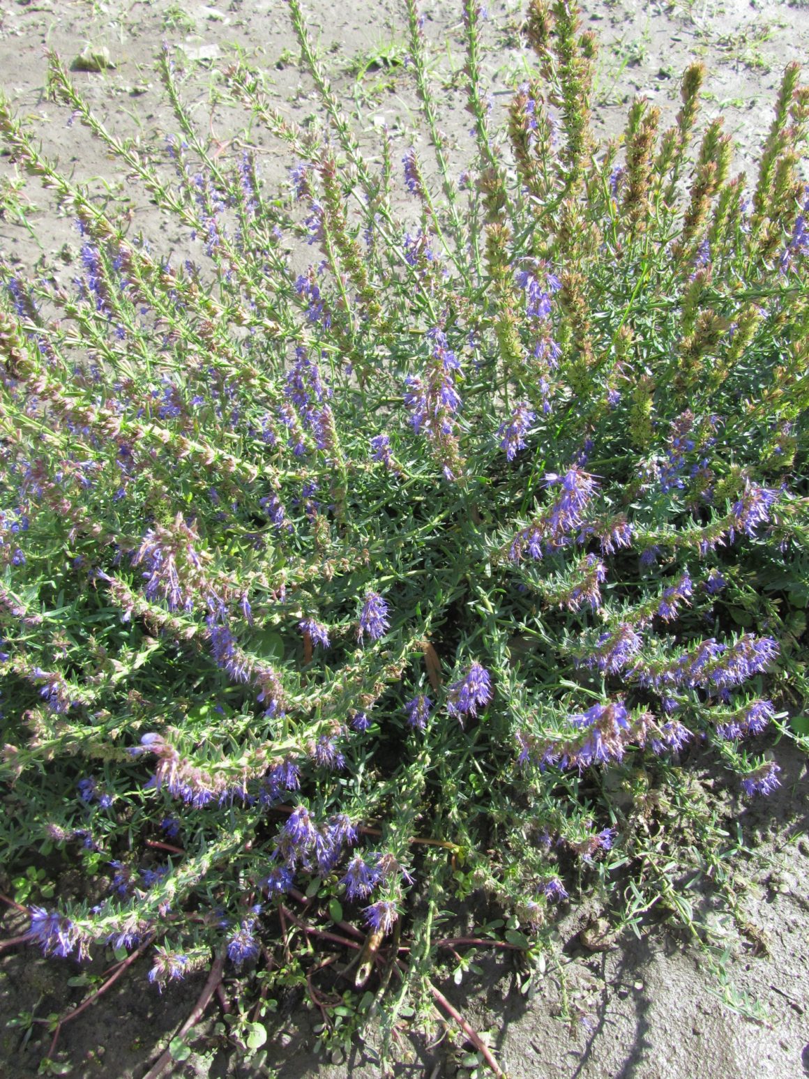 Vers un programme d'amélioration des connaissances de l'Hysope ...