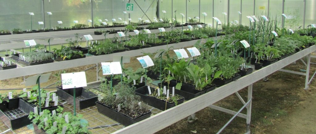 Du nouveau dans la pépinière de vente de plants - Conservatoire ...