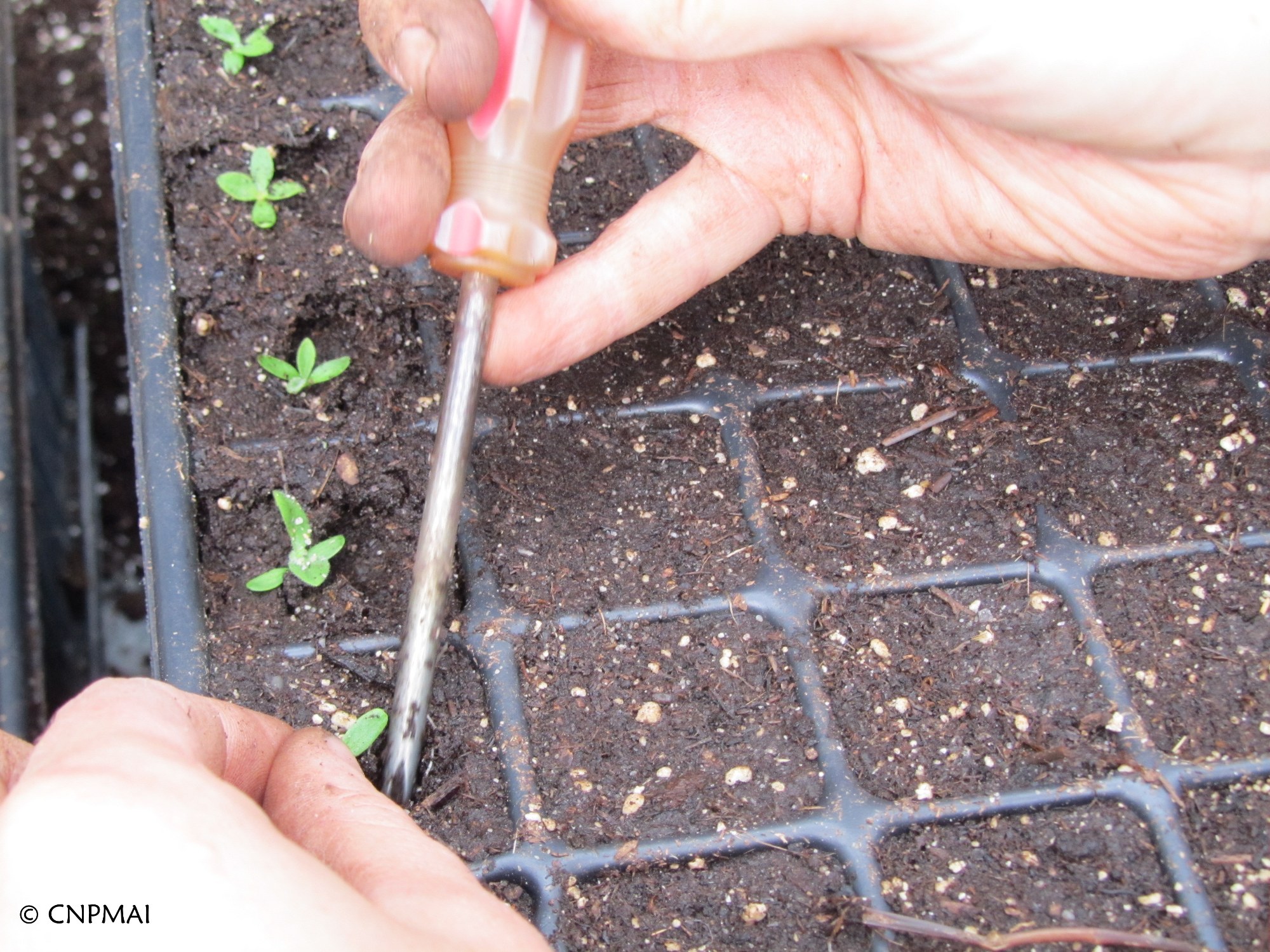 Repiquage de jeunes plants en mottes maraichères - Conservatoire ...