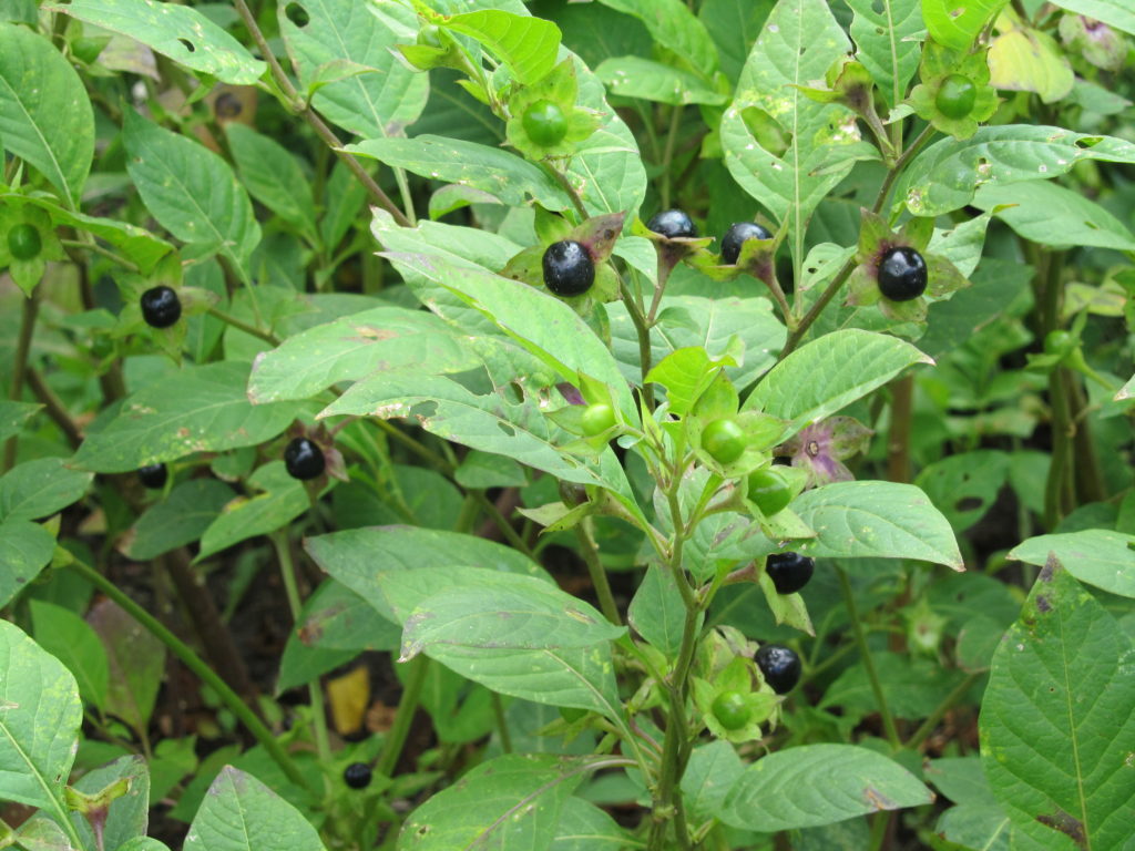 Conférences au jardin : Pierre Champy - Conservatoire National des Plantes