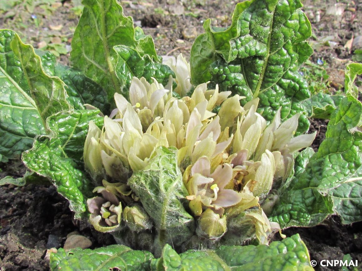 La Mandragore en fruit - Conservatoire National des Plantes