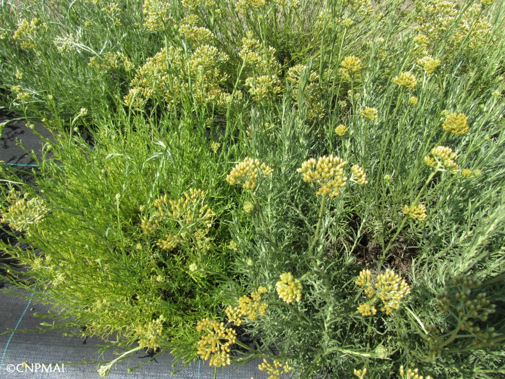 Reportage sur la récolte d’immortelle en Corse - Conservatoire National ...