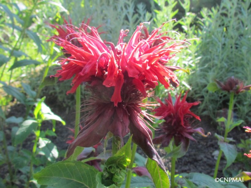 La Monarde fistuleuse - Conservatoire National des Plantes