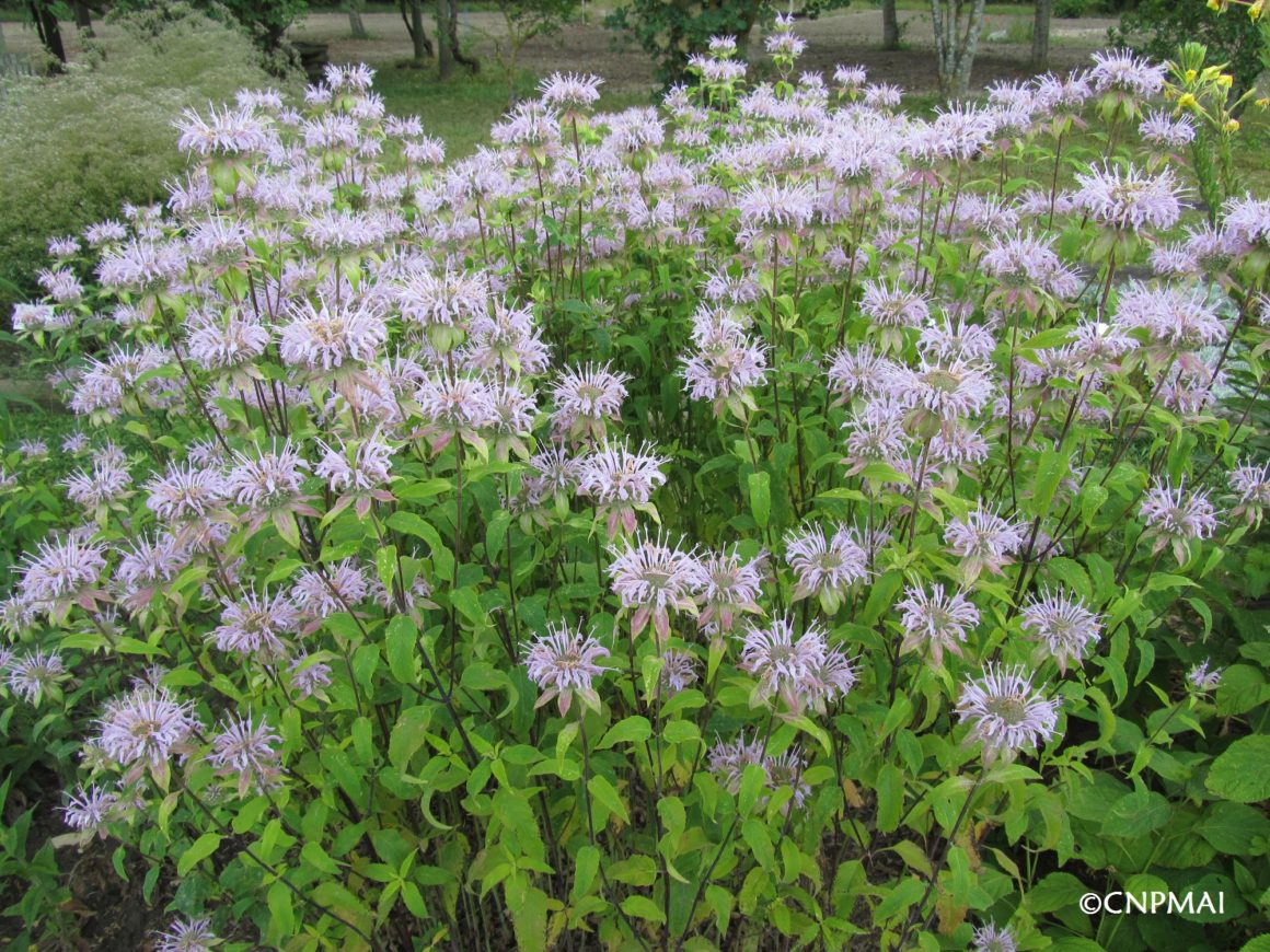 La Monarde fistuleuse - Conservatoire National des Plantes