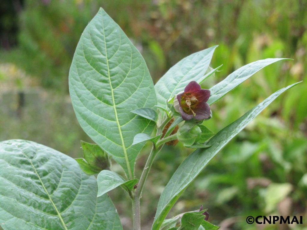 #4 La Belladone, une impénétrable élégante - Conservatoire National des ...