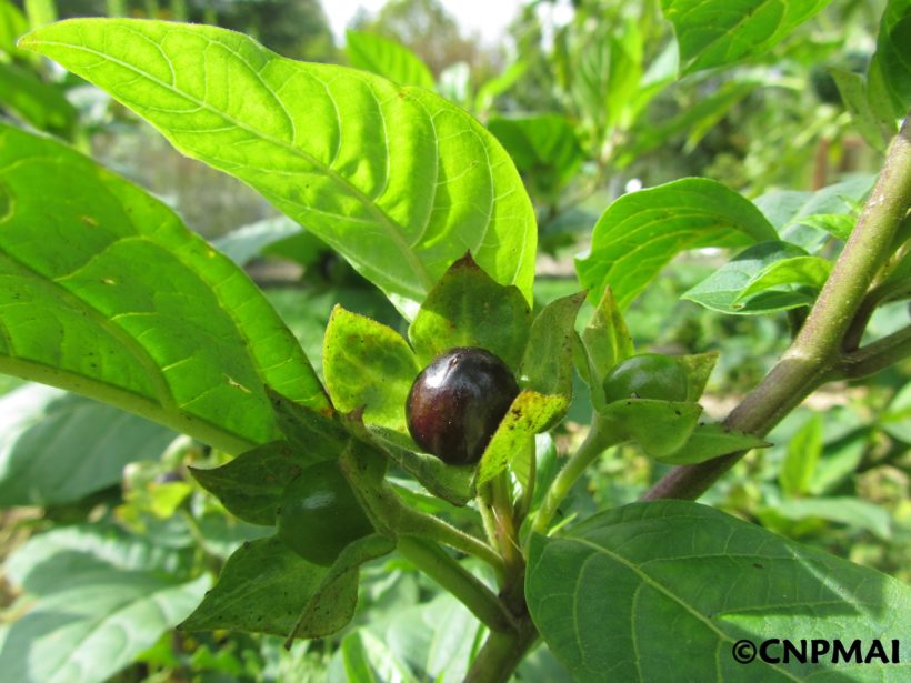 #4 La Belladone, une impénétrable élégante - Conservatoire National des ...
