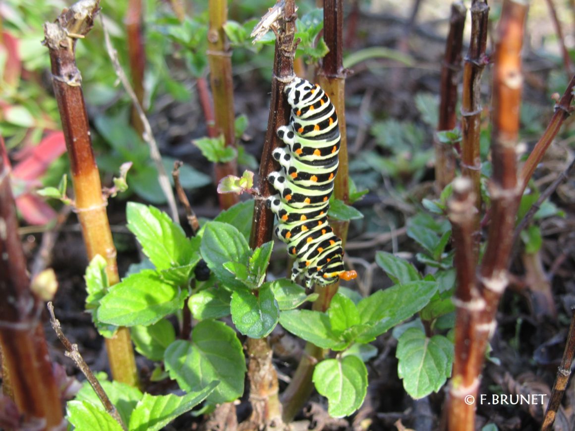 #11 Le papillon Machaon (Papilio machaon) - Conservatoire National des ...