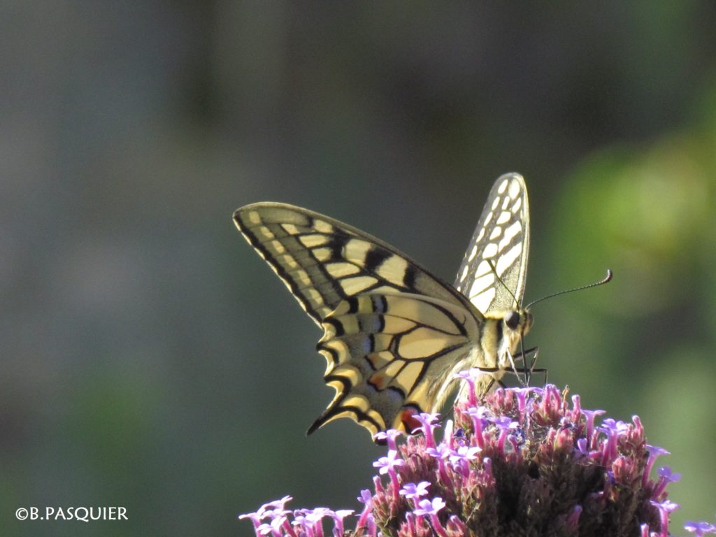 #11 Le papillon Machaon (Papilio machaon) - Conservatoire National des ...