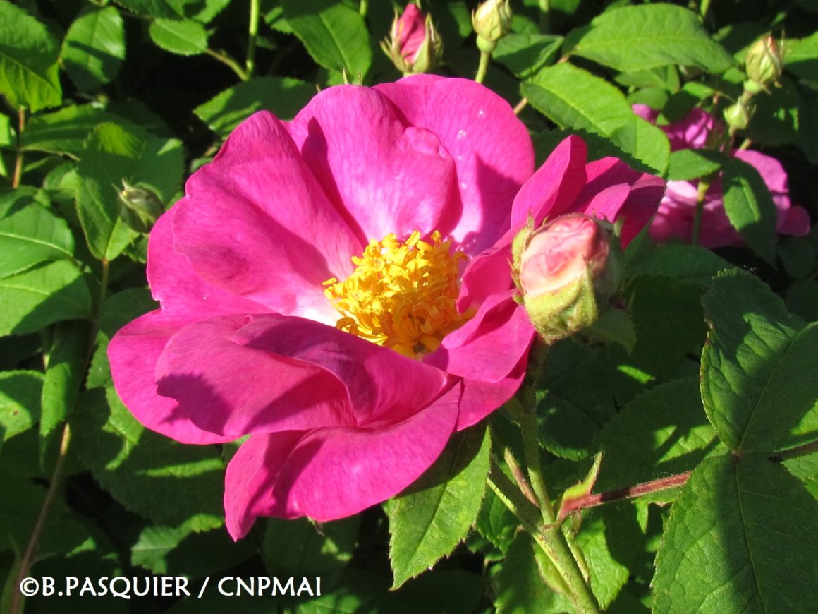 Le Rosier de Provins - Conservatoire National des Plantes