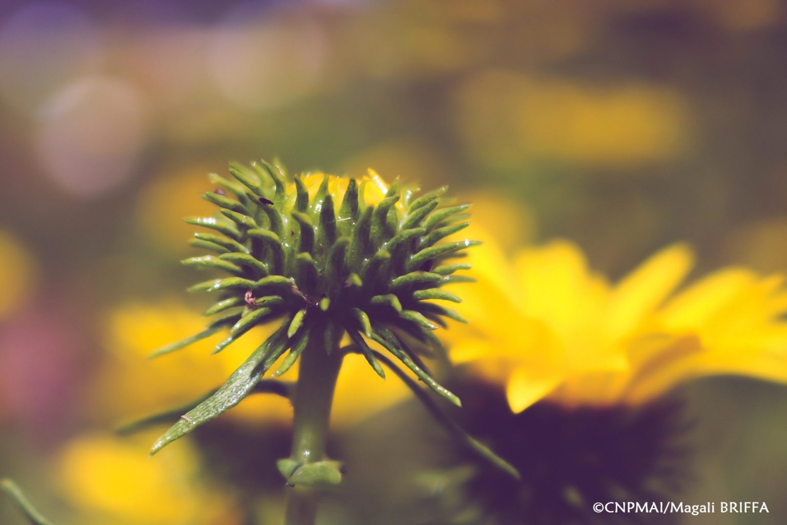 Le Grindélia (Grindelia robusta) - Conservatoire National des Plantes