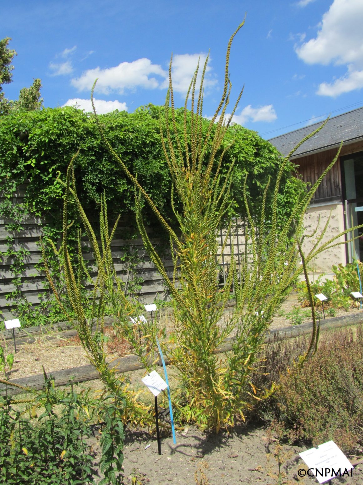 La Gaude (Reseda luteola) - Conservatoire National des Plantes