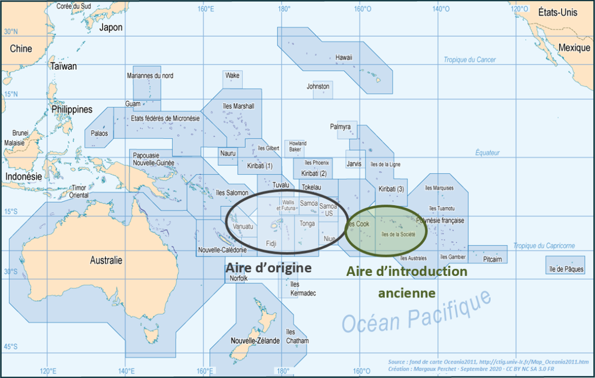 Le tiare tahiti, plante emblématique de Polynésie française ...