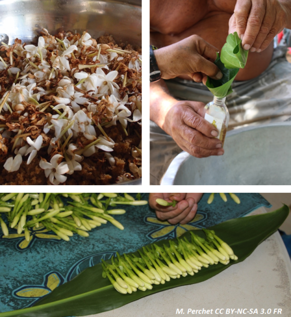 Le tiare tahiti, plante emblématique de Polynésie française ...