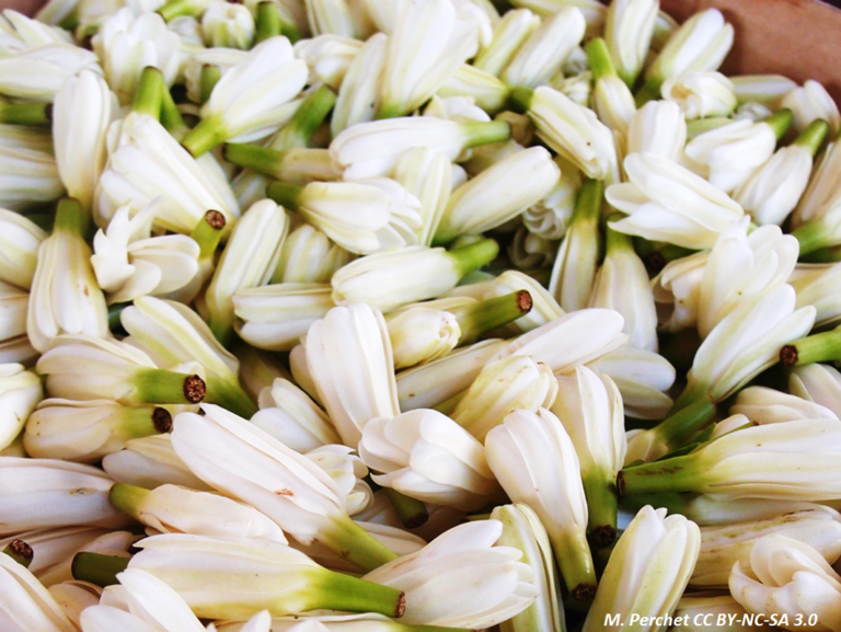 Le tiare tahiti, plante emblématique de Polynésie française ...