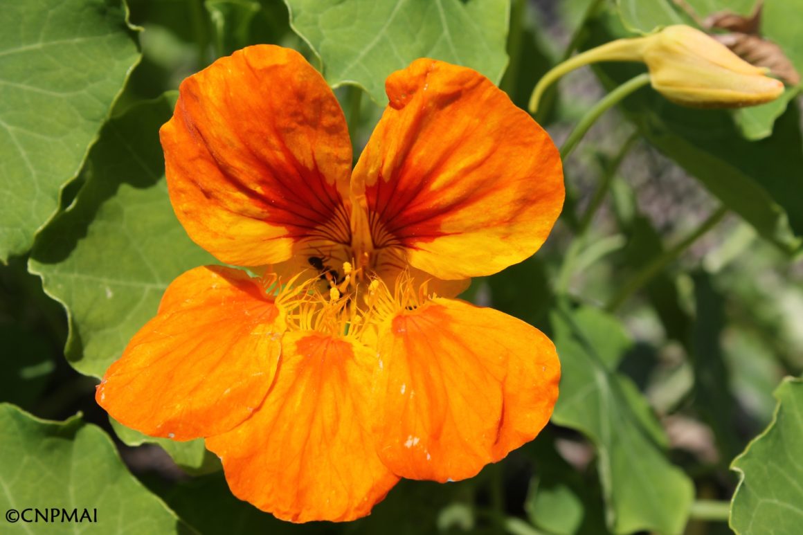 5 - Tropaeolum majus - Grande capucine cnpmai (5) - Conservatoire ...
