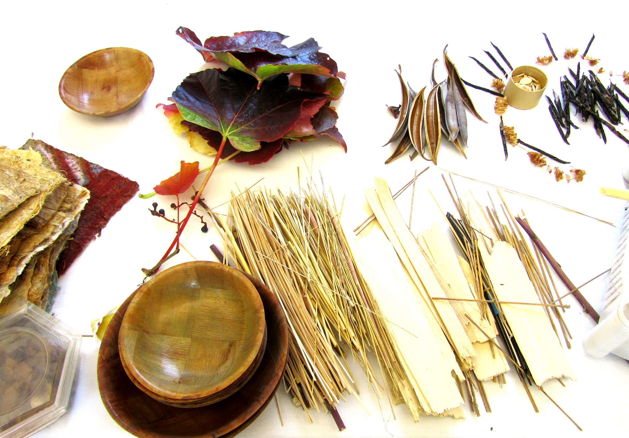 végétaux-redim - Conservatoire National des Plantes