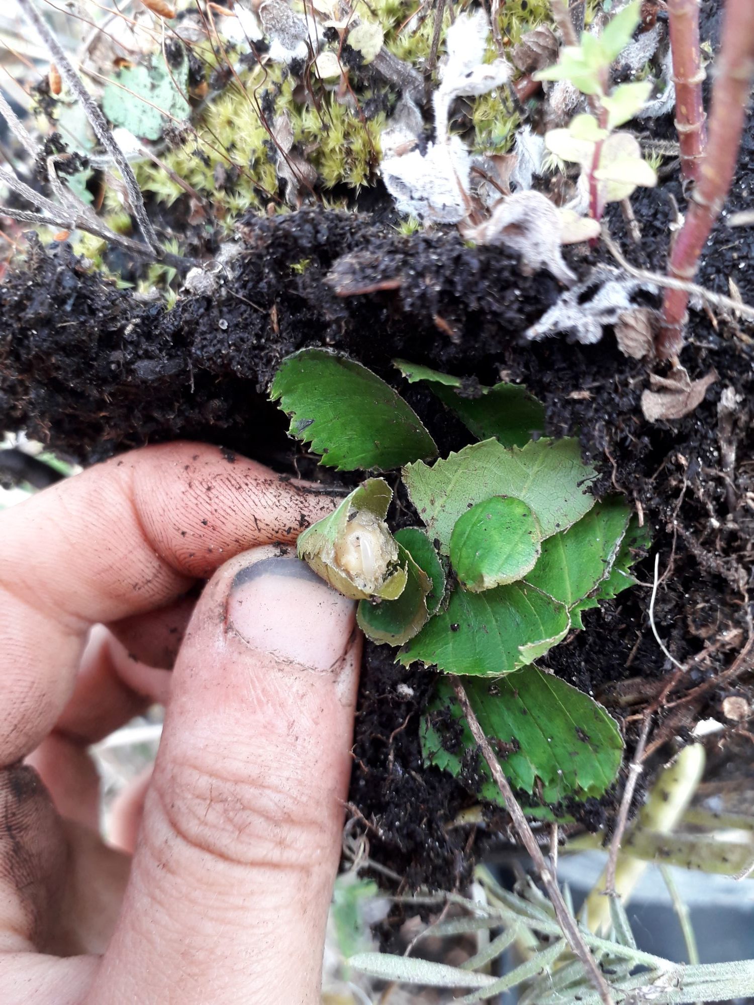 intérieur cocon - Conservatoire National des Plantes